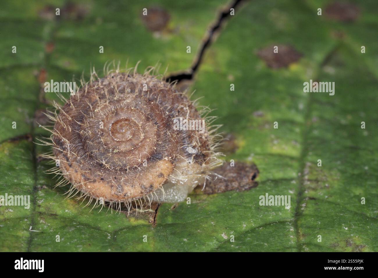 Hair snails hi-res stock photography and images - Alamy