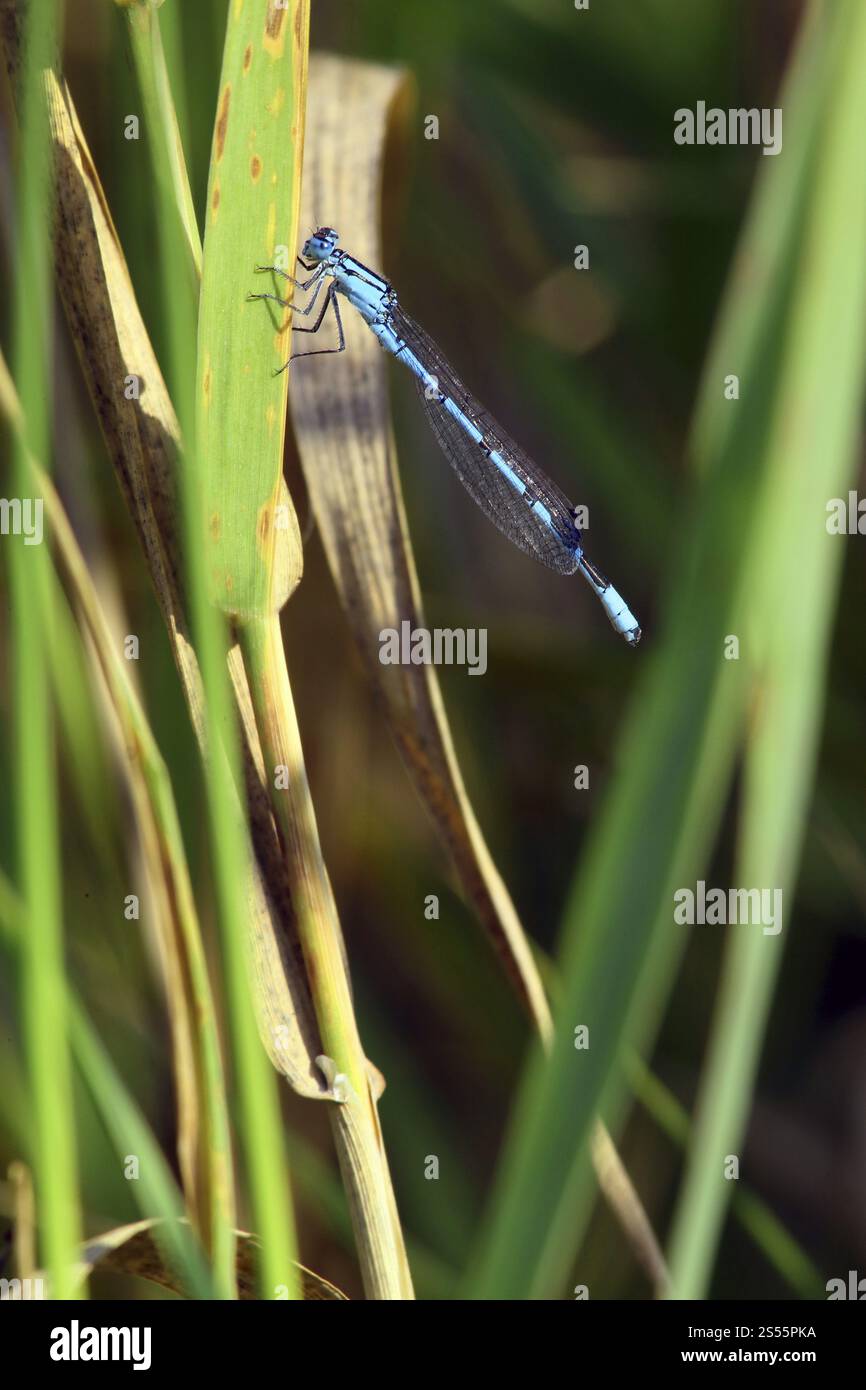 Enallagma cyathigerum, Common Azure Damselfly, Common Bluet Stock Photo ...