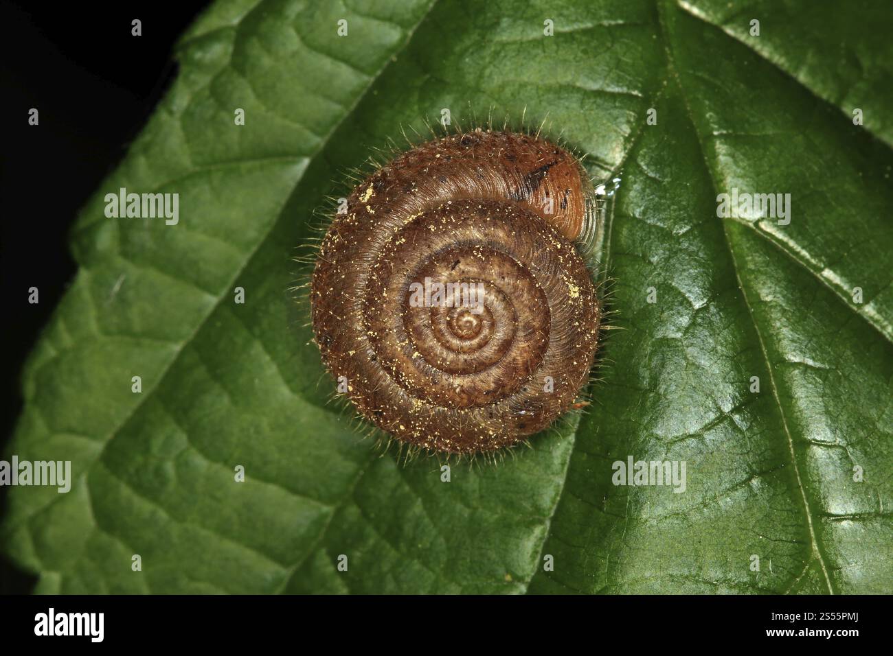Trochulus villosus, Trichia villosus, Shaggy hair snail Stock Photo - Alamy