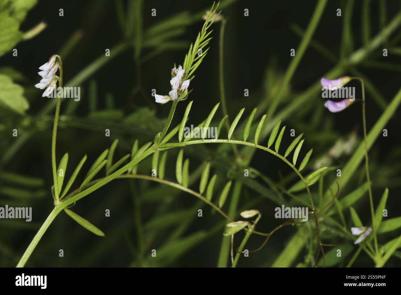 Vicia hirsuta, Vicia hirsuta, hairy vetch, tiny vetch Stock Photo - Alamy