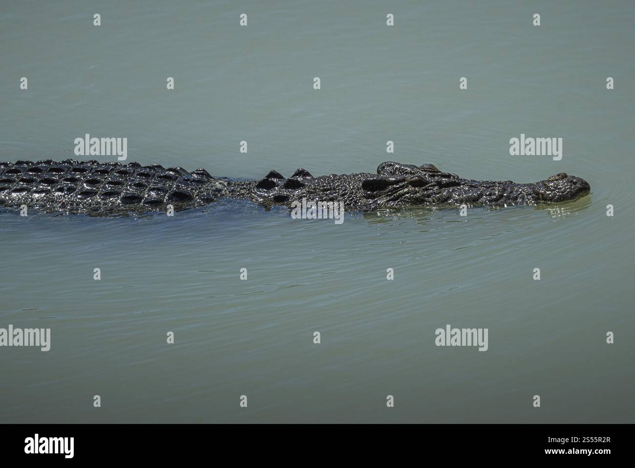 Saltwater crocodile, also known as saltie (Crocodylus porosus) at the ...