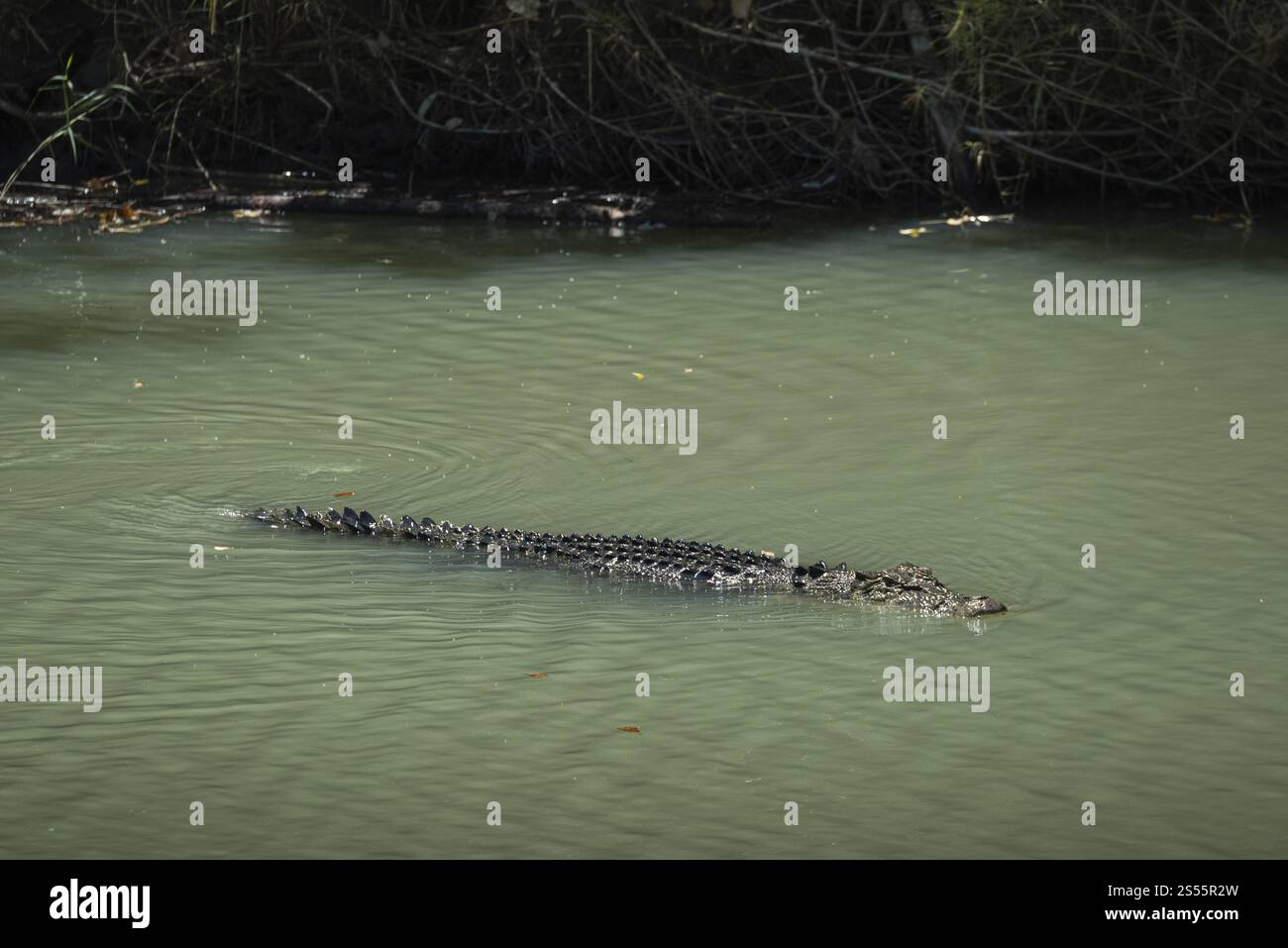 Saltwater crocodile, also known as saltie (Crocodylus porosus) at the ...