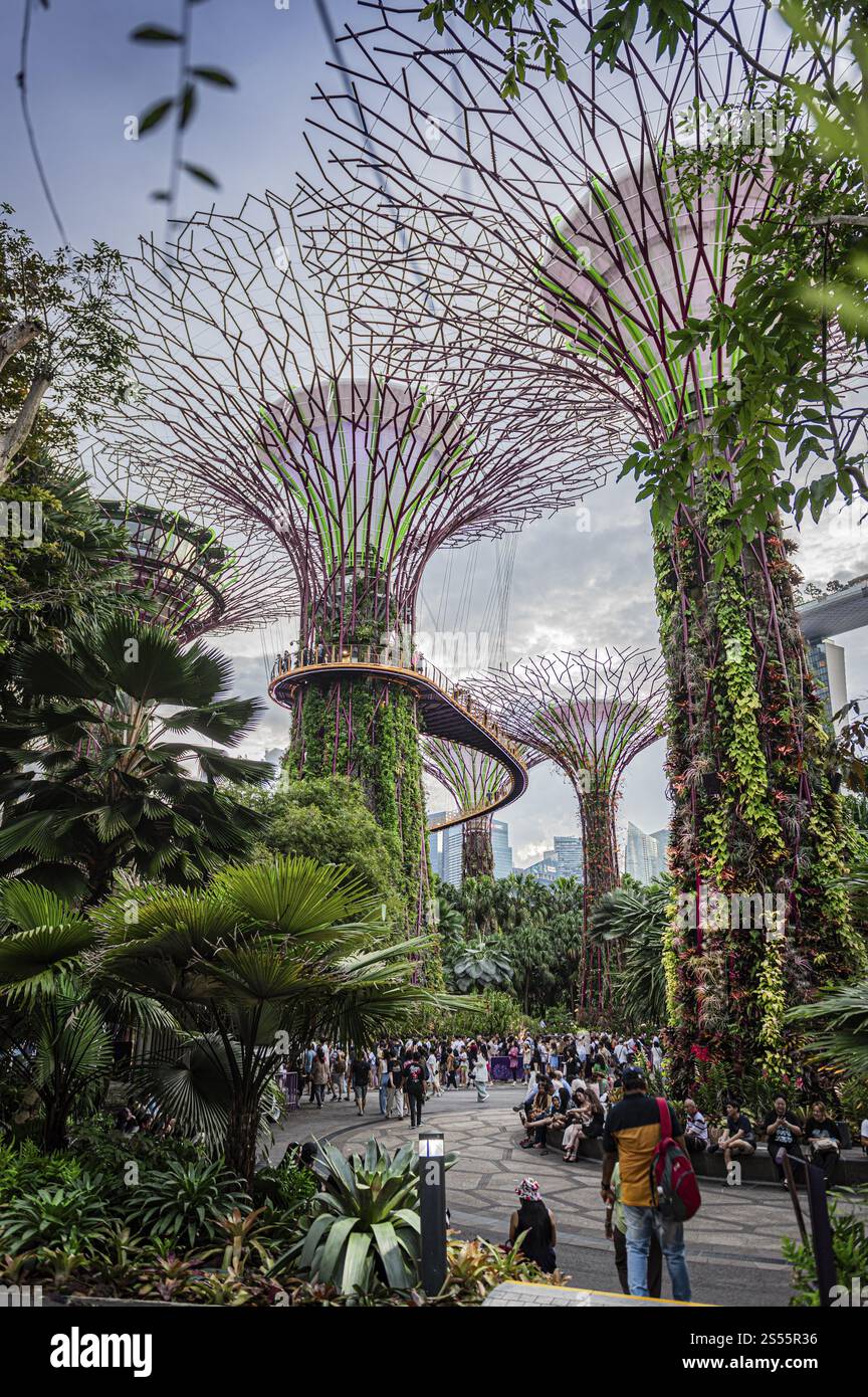 View of some of the Supertrees in the Garden by the Bay, Singapore ...