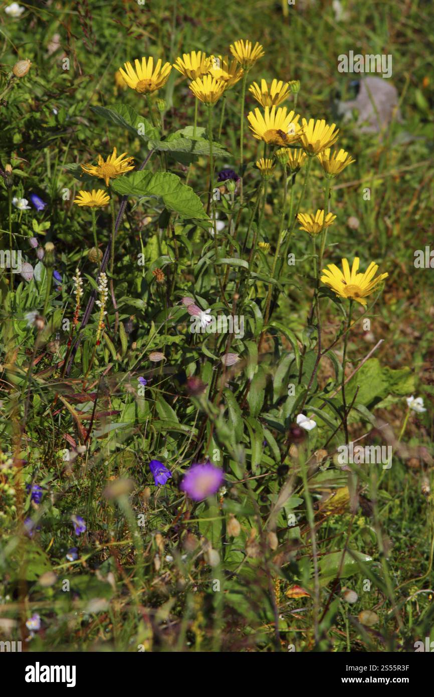 Willow-leaf oxeye, Buphthalmum salicifolium, oxeye daisy Stock Photo ...