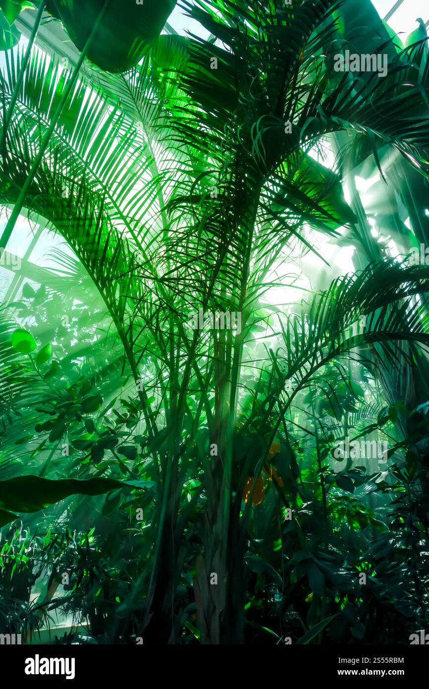 Light ray in a Jungle rainforest. Tropical background. Jungle ...