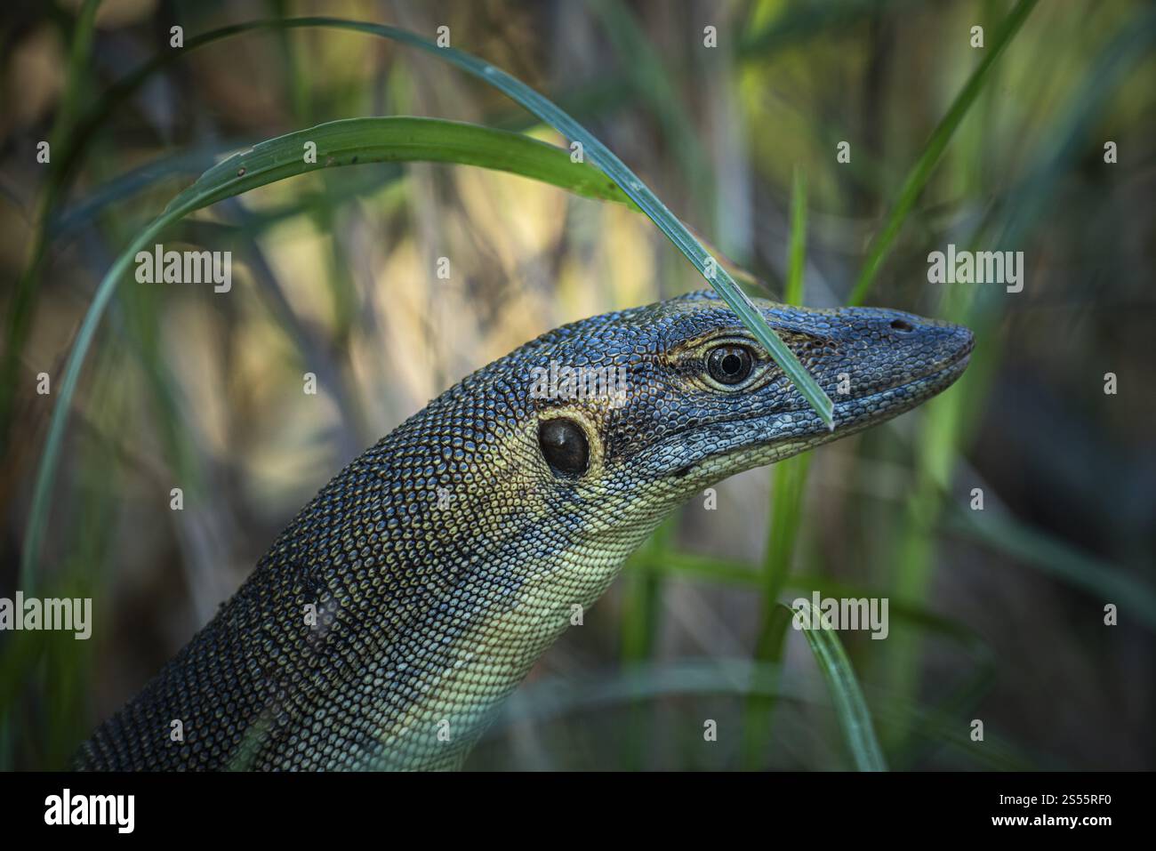 Mertens' monitor lizard (Varanus mertensi), Litchfield National Park ...