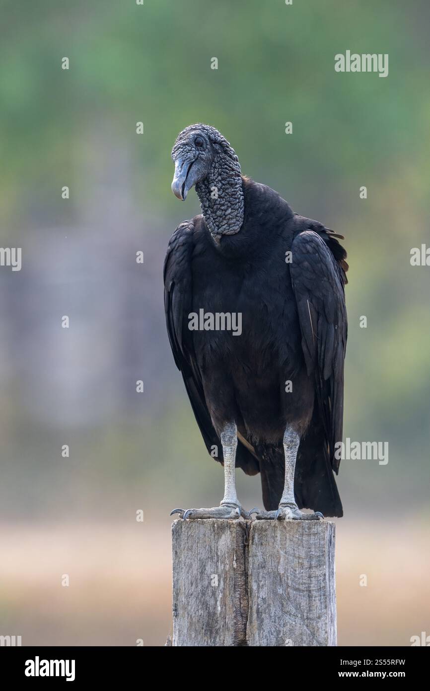 Raven vulture (Coragyps atratus), Pantanal, inland, wetland, UNESCO ...
