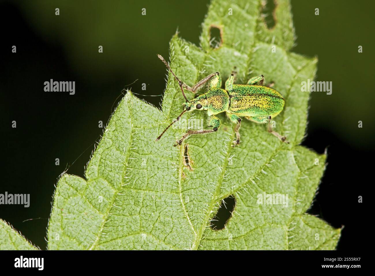 Phyllobius acuminatus hi-res stock photography and images - Alamy