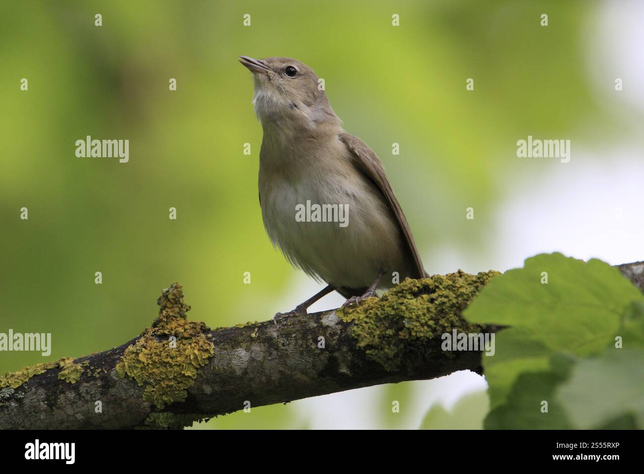 Garden Warbler, Sylvia borin, Garden Warbler Stock Photo - Alamy