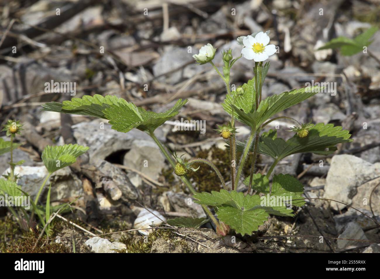 Fragaria moschata, musk strawberry, musk strawberry Stock Photo - Alamy