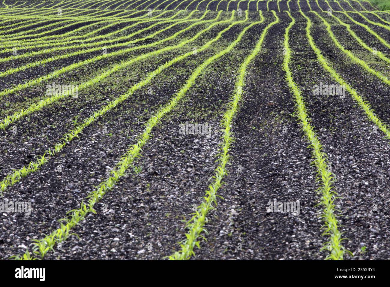 Intensive farming with maize Stock Photo - Alamy