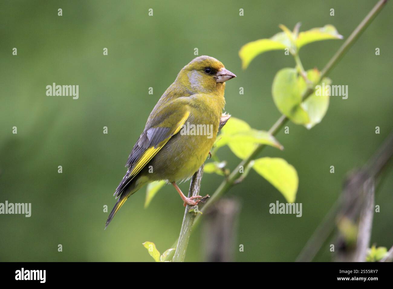 Greenfinch, Carduelis chloris Stock Photo - Alamy