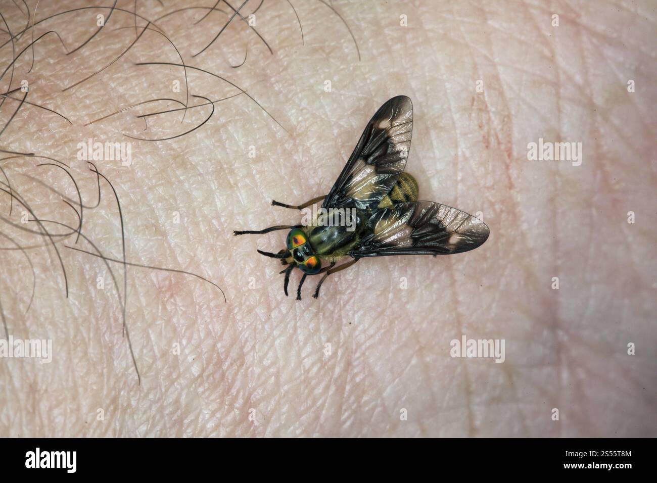 Golden-eyed stinging gadfly (Chrysops relictus) on a human forearm ...