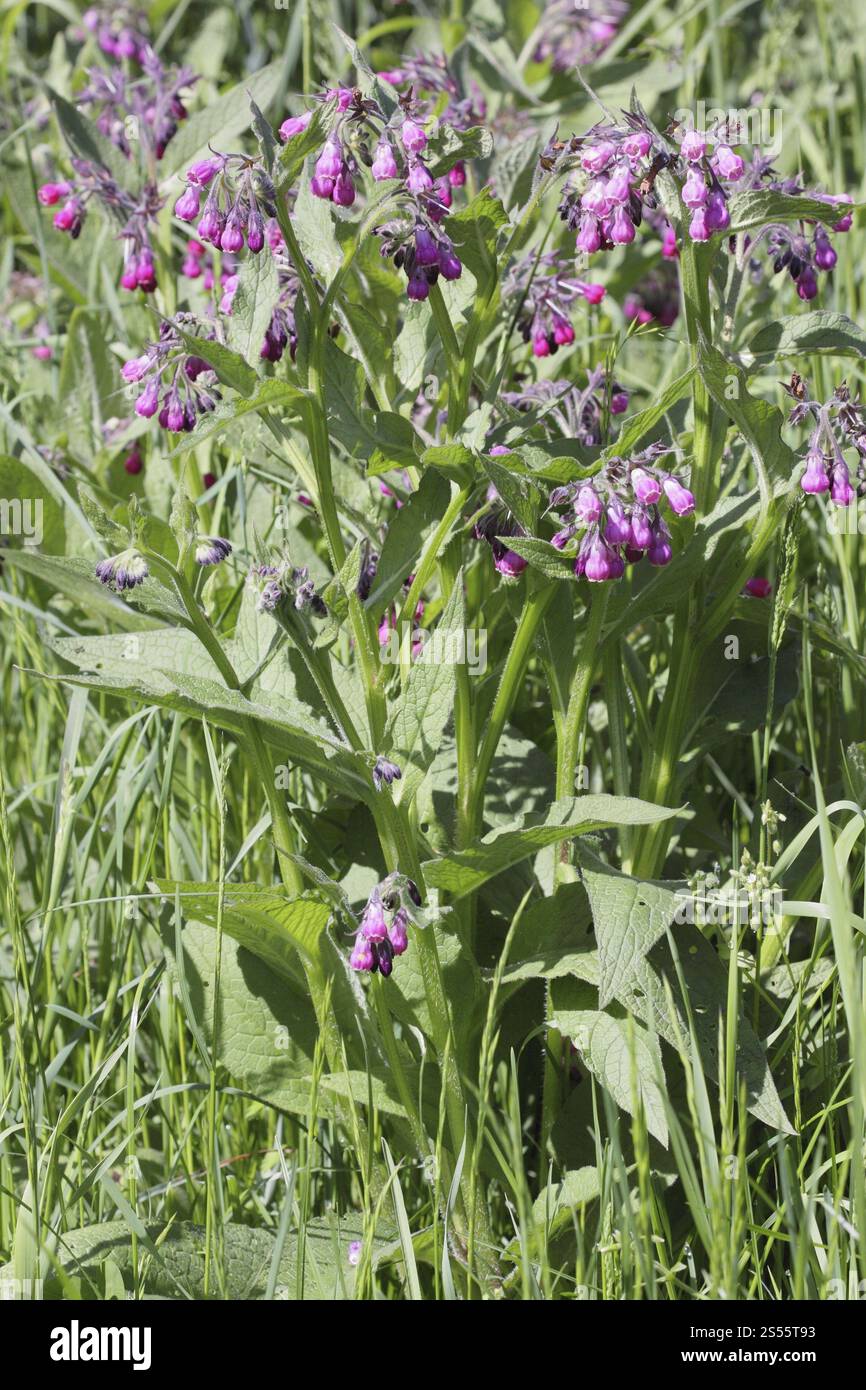 Medicinal comfrey, Symphytum officinale, Comfrey Stock Photo - Alamy