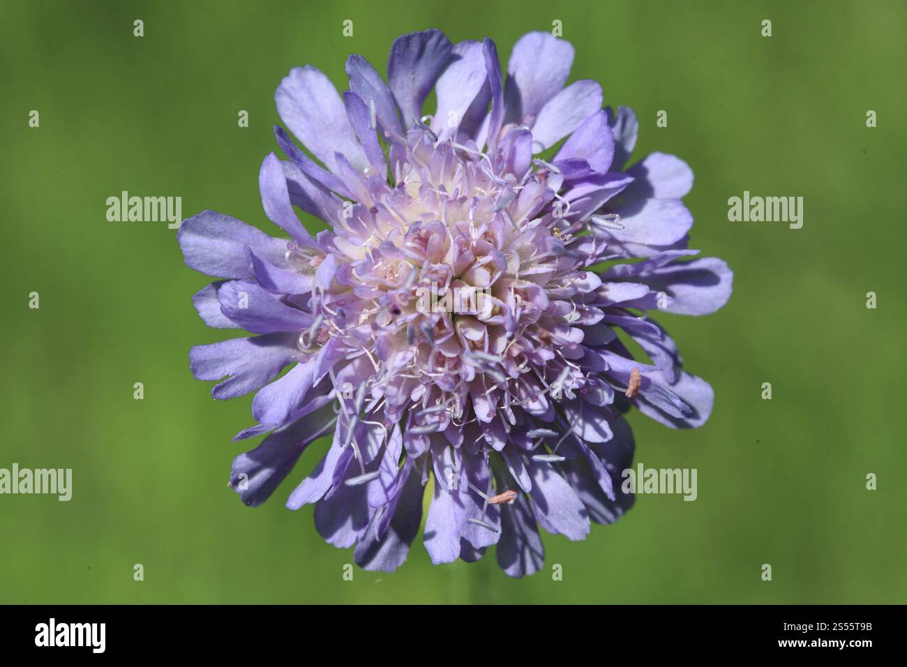 Field widow flower, Knautia arvensis Stock Photo - Alamy