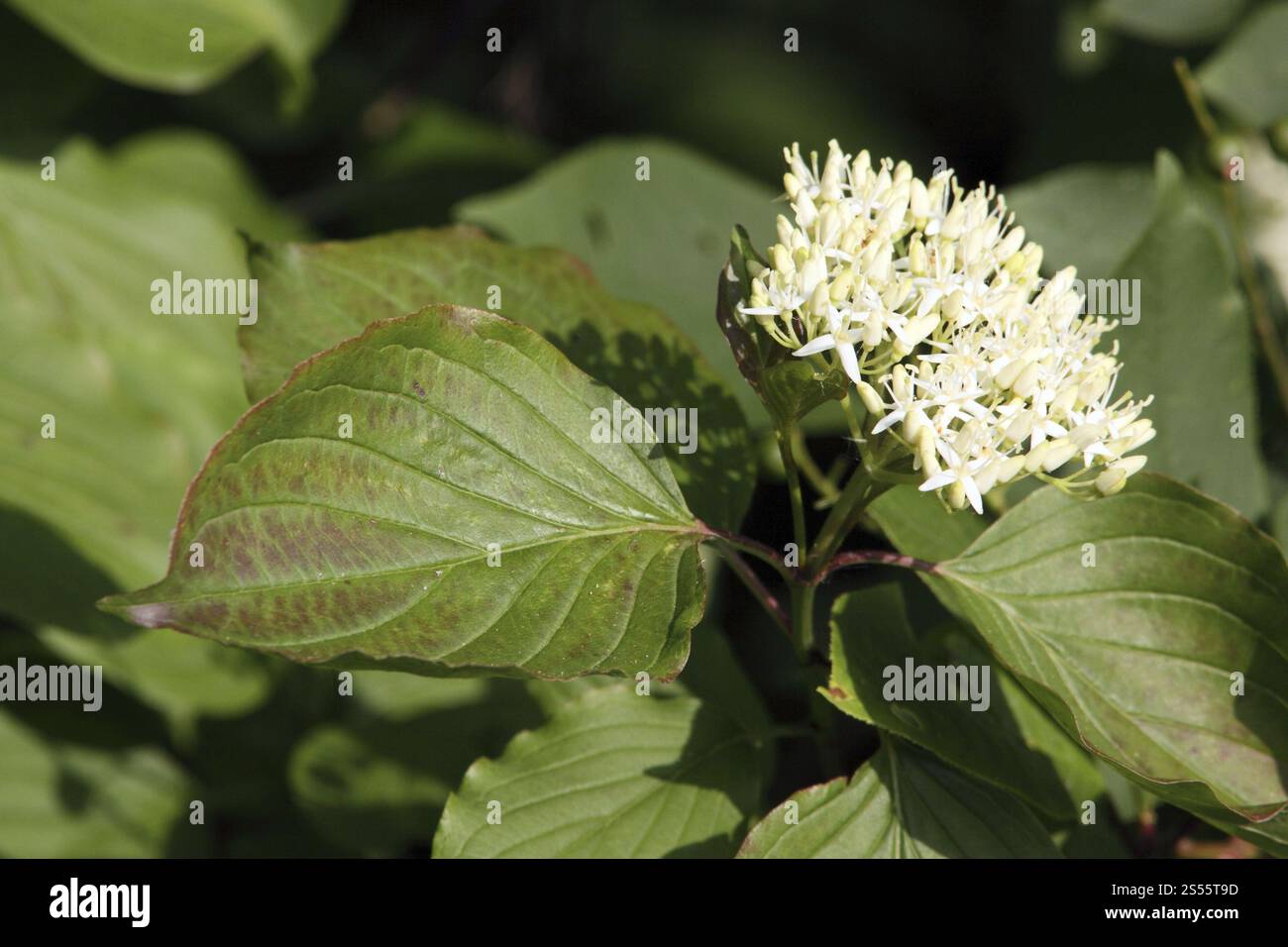 Common Dogwood, Cornus sanguinea Stock Photo - Alamy