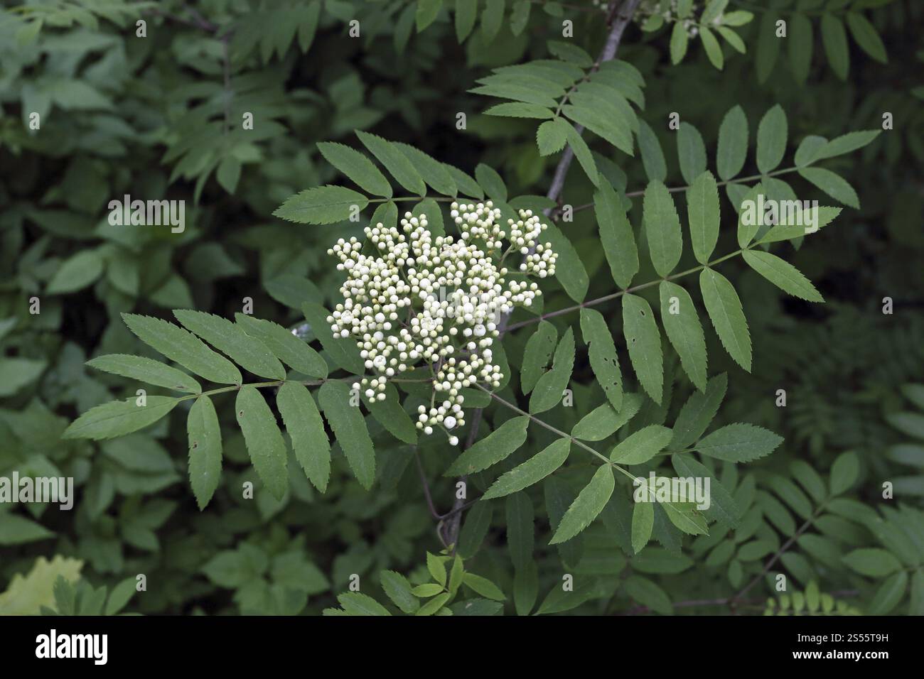 Rowan, mountain-ash, rowan, mountain ash, Sorbus aucuparia Stock Photo ...