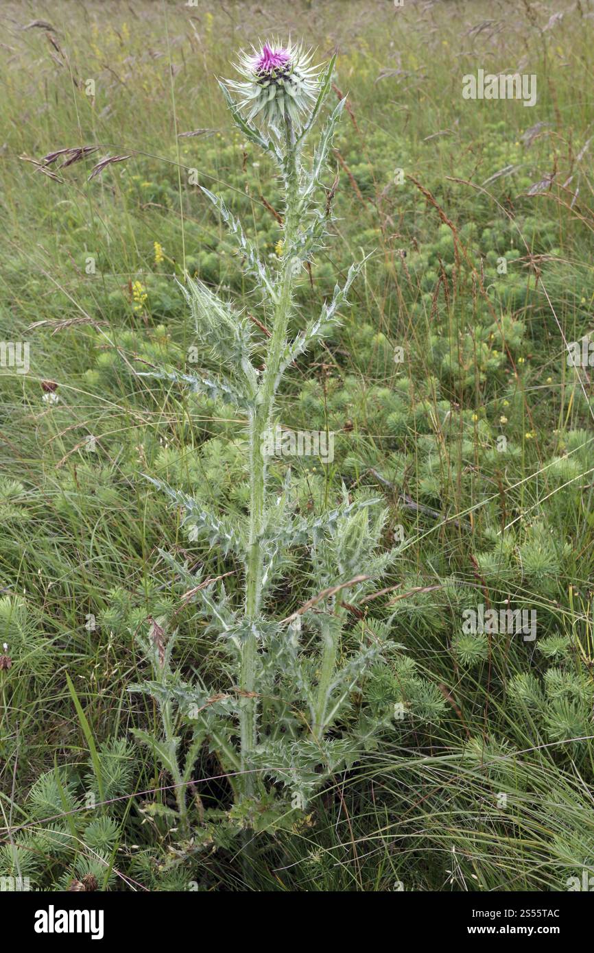 Carduus nutans, Musk Thistle Stock Photo - Alamy