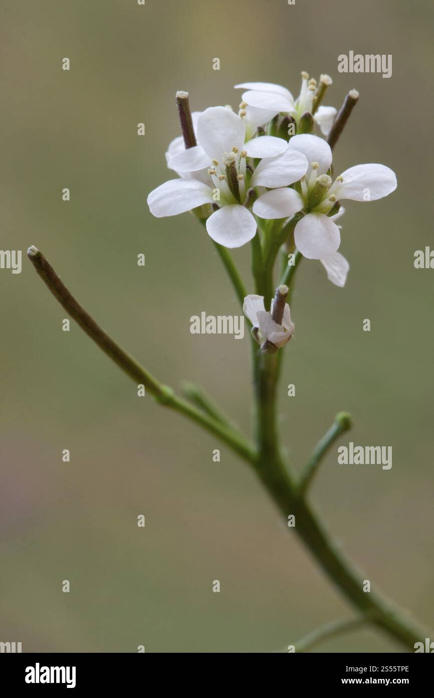 Cardamine hirsuta, Cardamine hirsuta, Hairy Bittercress Stock Photo - Alamy