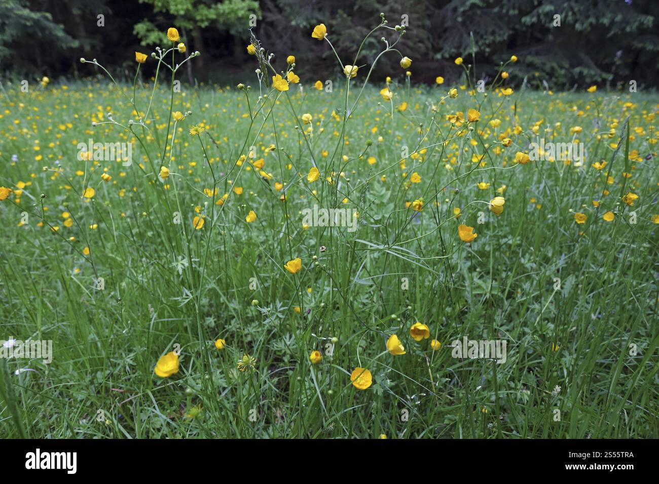 Ranunculus acris, buttercup, meadow buttercup Stock Photo - Alamy