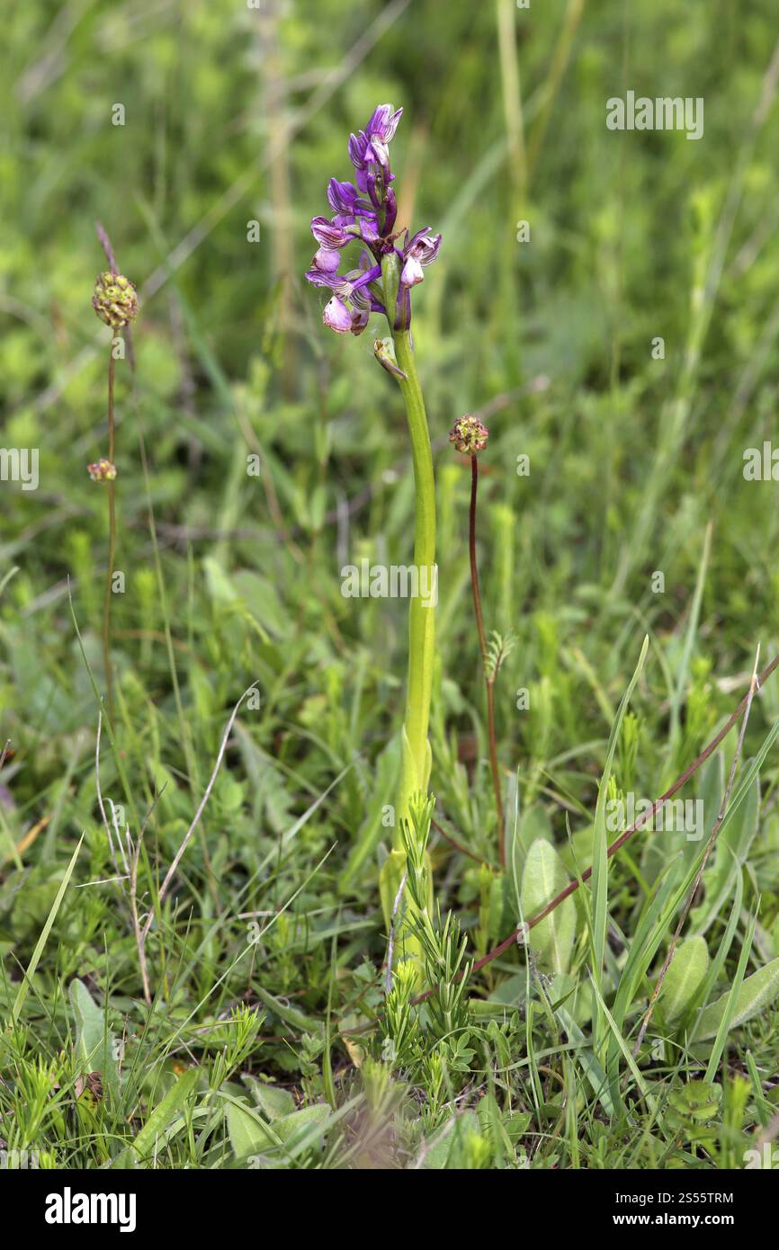 Green-winged orchid, Orchis morio, Green-winged orchid Stock Photo - Alamy
