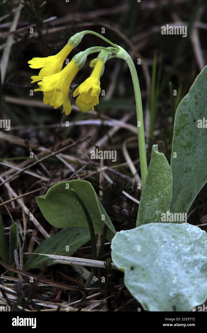 Alpine auricle, Primula auricula, Mountain cowslip Stock Photo - Alamy