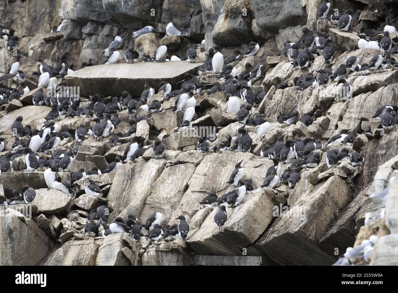 Bird cliffs in Northern Norway with razorbills and kittiwakes. Breeding ...