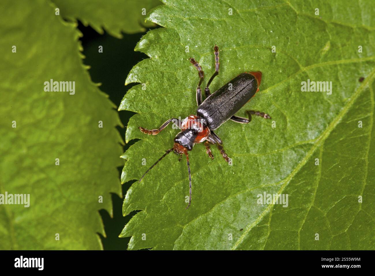 Cantharis fusca, soft-bodied beetle, soldier beetle Stock Photo - Alamy