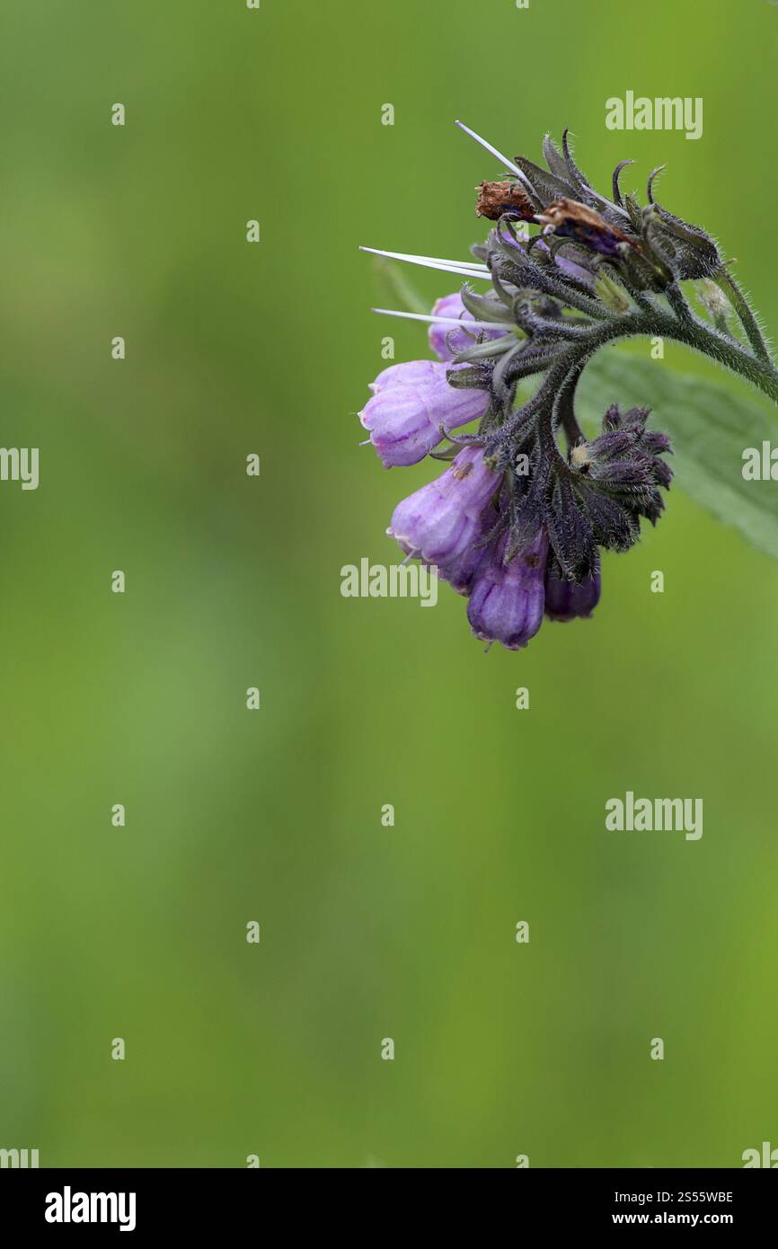 Common comfrey, Symphytum officinale, comfrey Stock Photo - Alamy