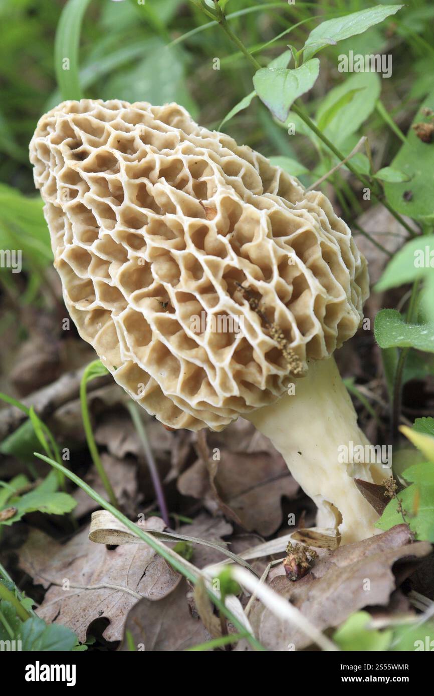 Edible morel, Morchella esculenta, Yellow morel Stock Photo - Alamy