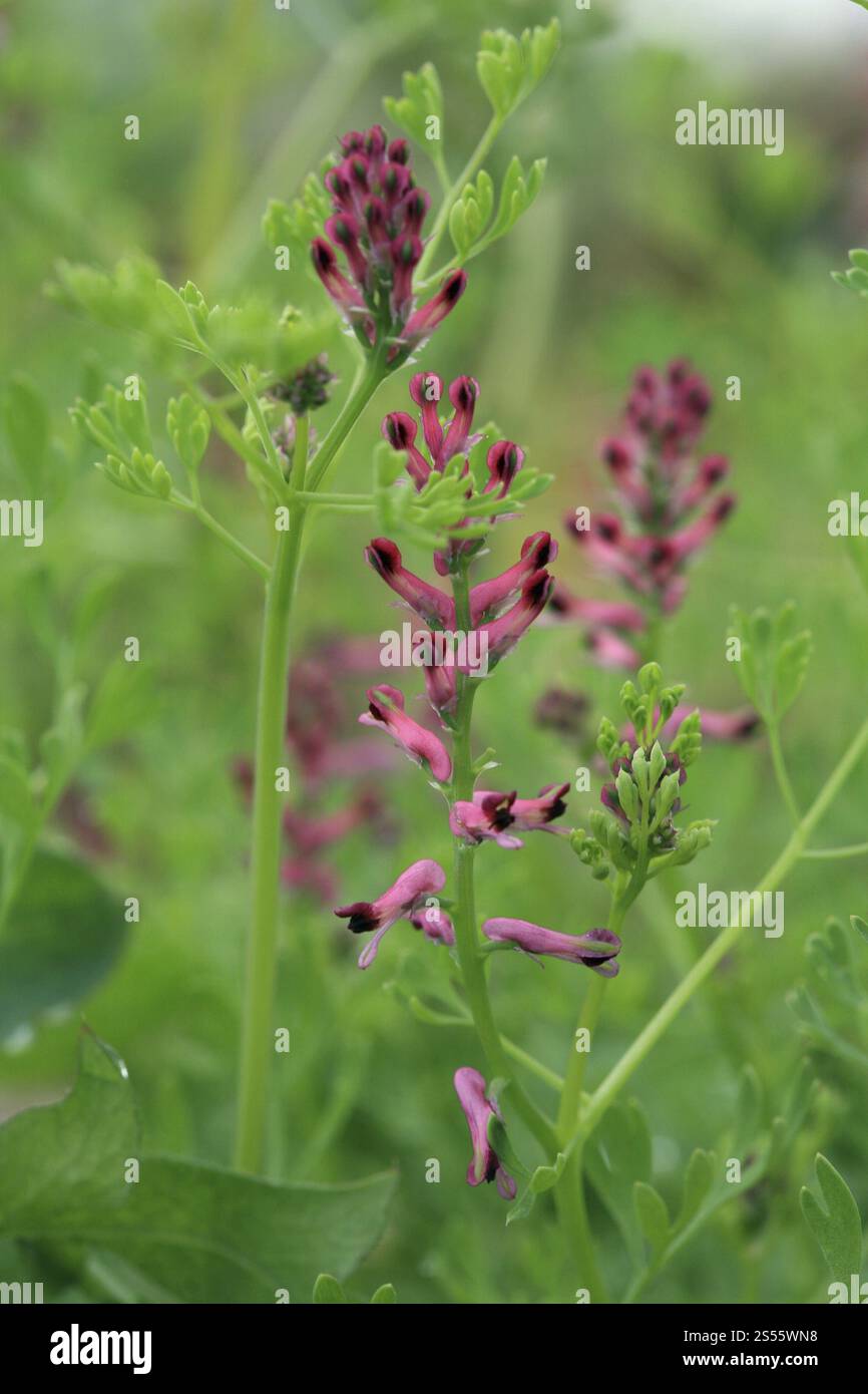 Common Fumitory, Fumaria officinalis Stock Photo - Alamy