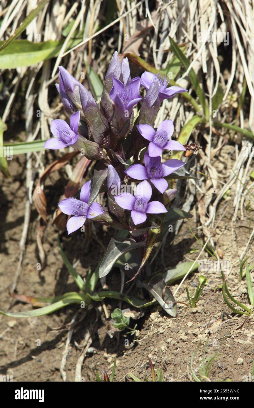 German gentian, Gentiana germanica, German dwarf gentian Stock Photo ...