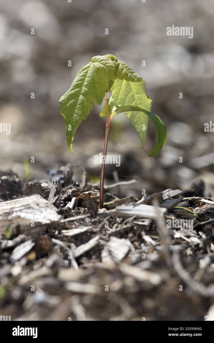 Sycamore maple seedling, Acer pseudoplatanus, sycamore maple Stock ...