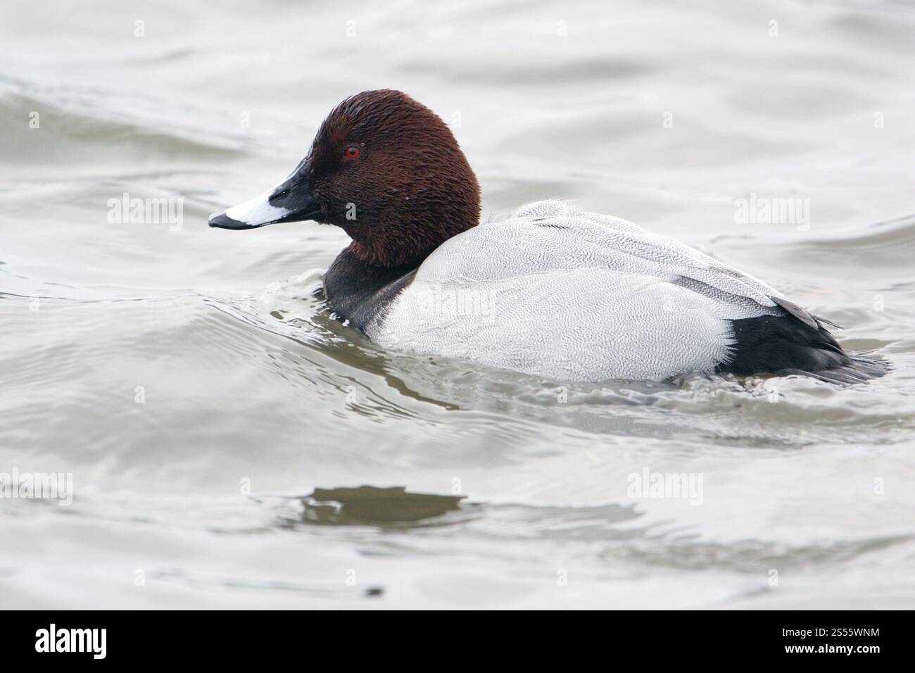 Common pochard, drake, common pochard drake Stock Photo - Alamy