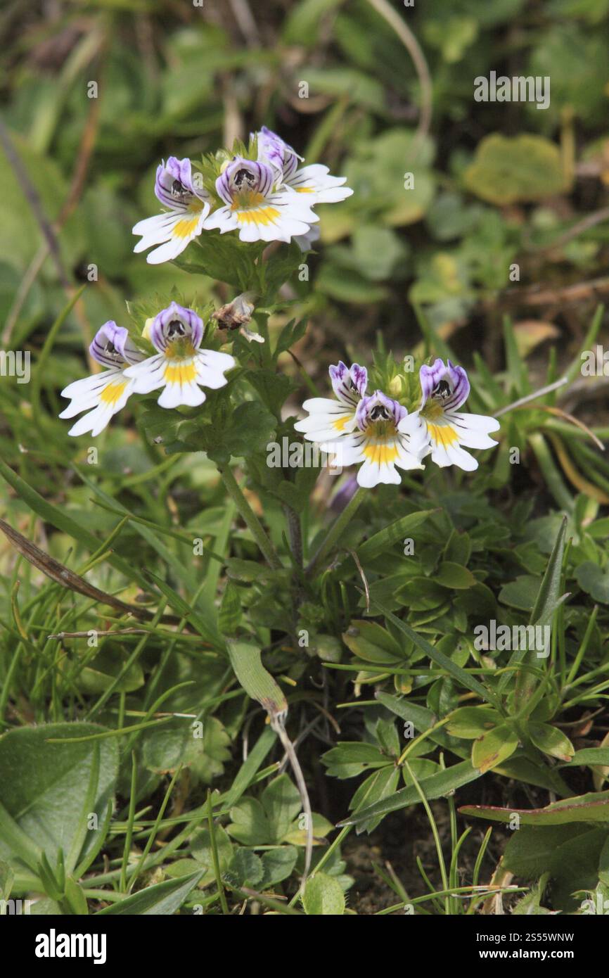 Common eyebright, Euphrasia Officinalis, Eyebright Stock Photo - Alamy