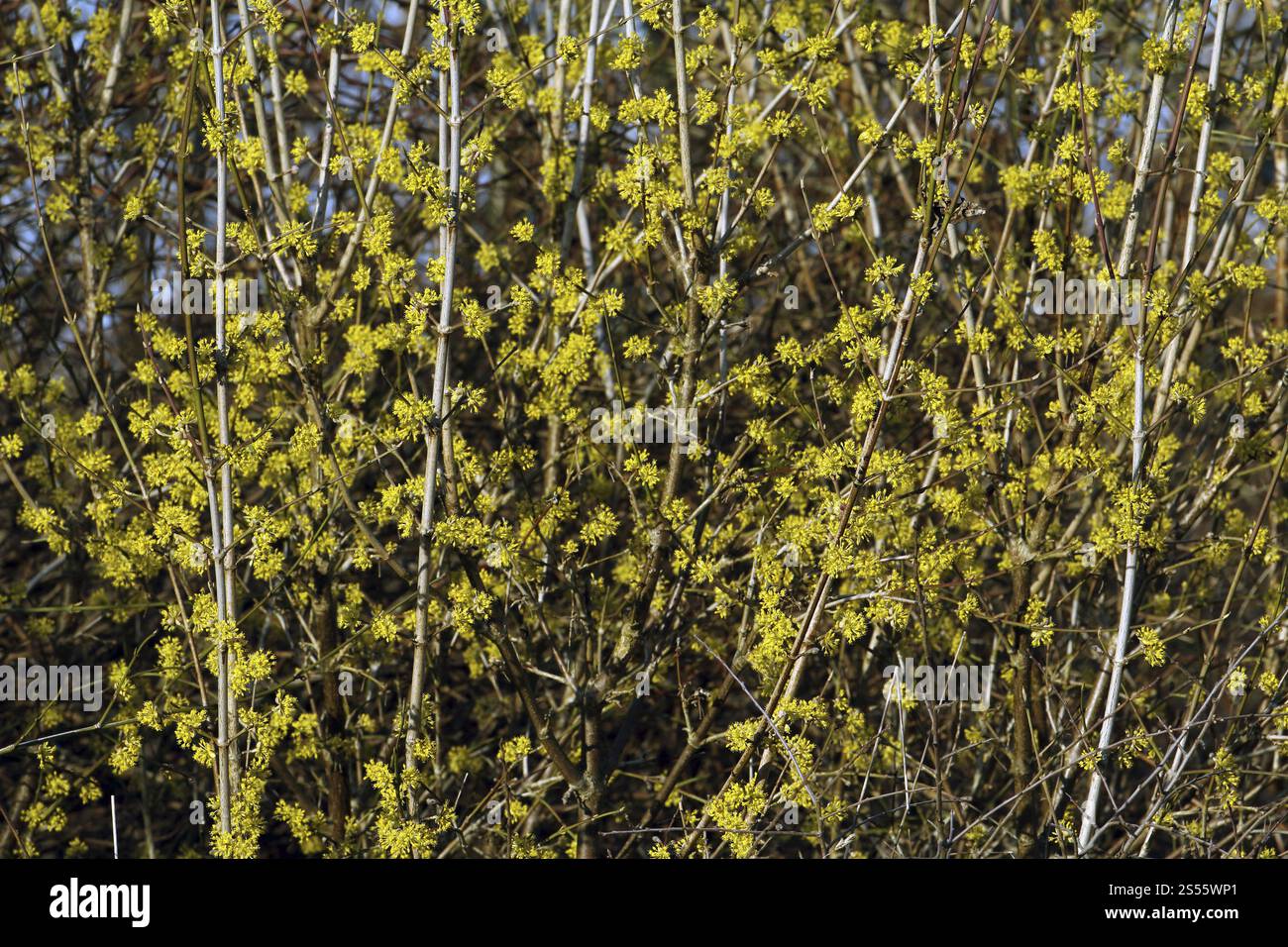 Cornelian cherry, Cornus mas, European cornel Stock Photo - Alamy