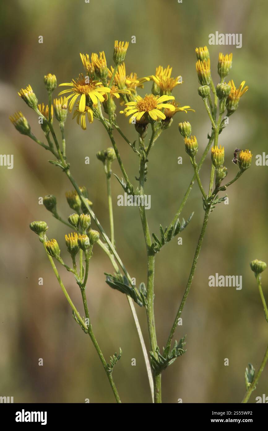Senecio erucifolius, Hoary Ragwort, Rough-leaved Ragwort Stock Photo ...