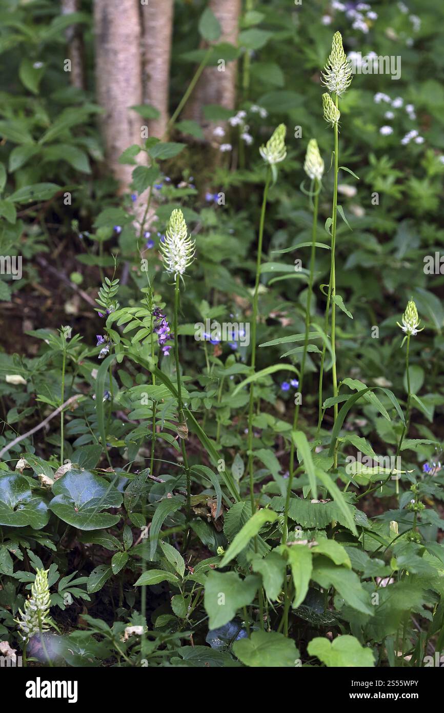 Spiked rampion, Phyteuma spicatum, Spiked rampion Stock Photo - Alamy