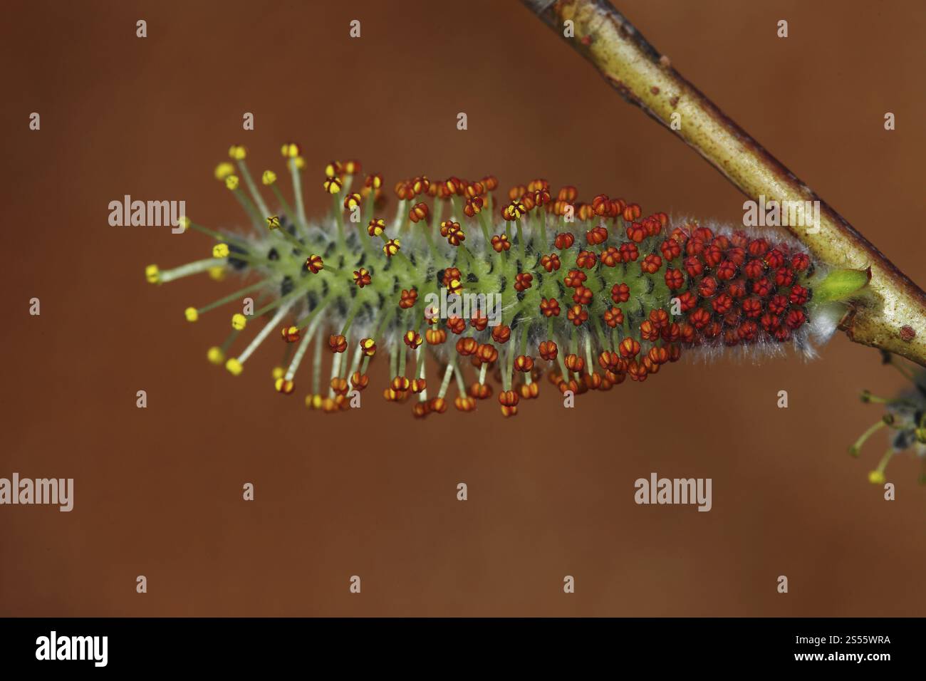 Purple willow catkin, Salix purpurea, purple willow Stock Photo - Alamy
