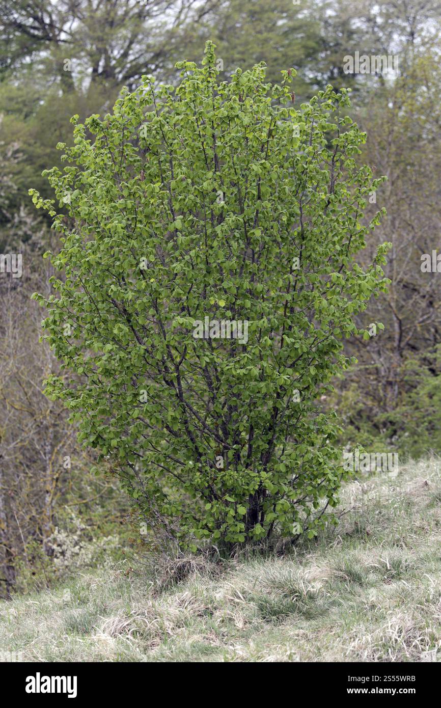 Common hazel, Corylus avellana, hazel bush Stock Photo - Alamy