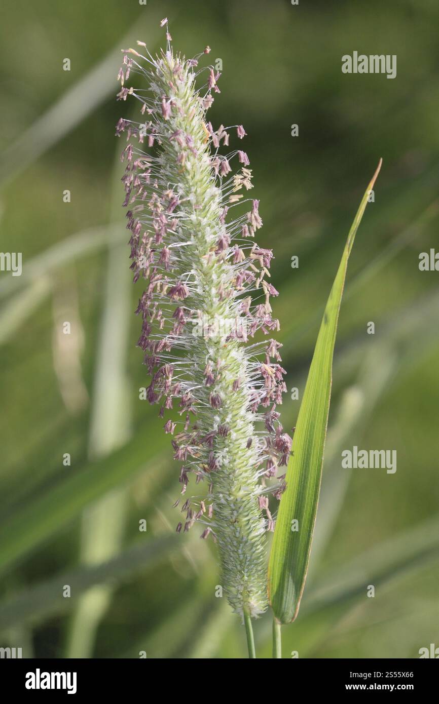 Meadow foxtail, Alopecurus pratensis Stock Photo - Alamy