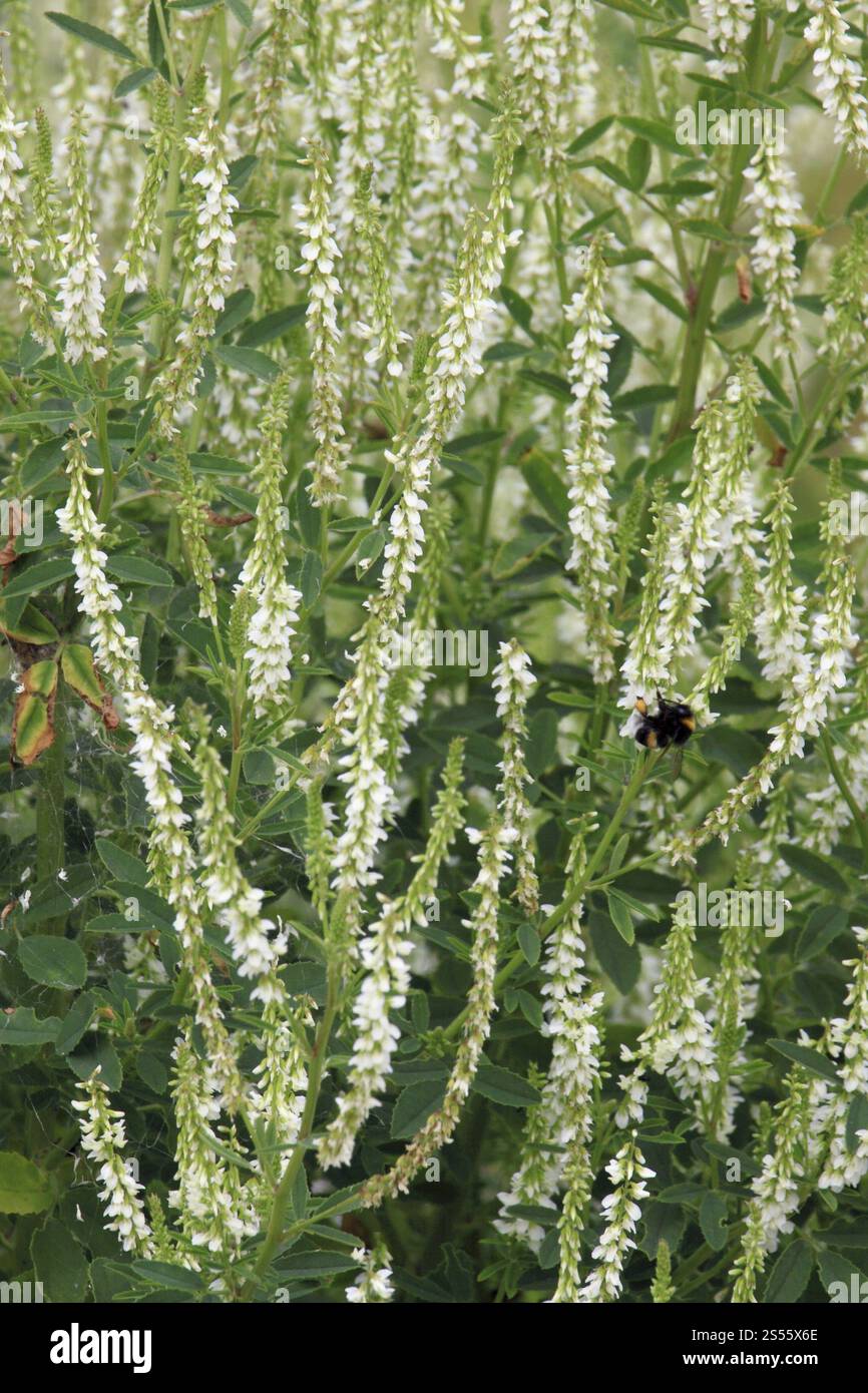 Bokhara clover, Melilotus albus Stock Photo - Alamy