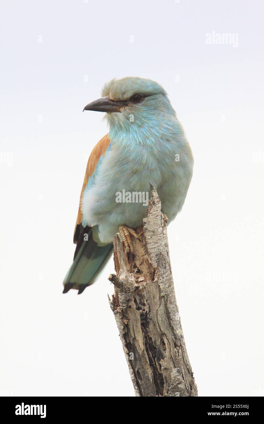 European Roller, Blue Roller Stock Photo - Alamy
