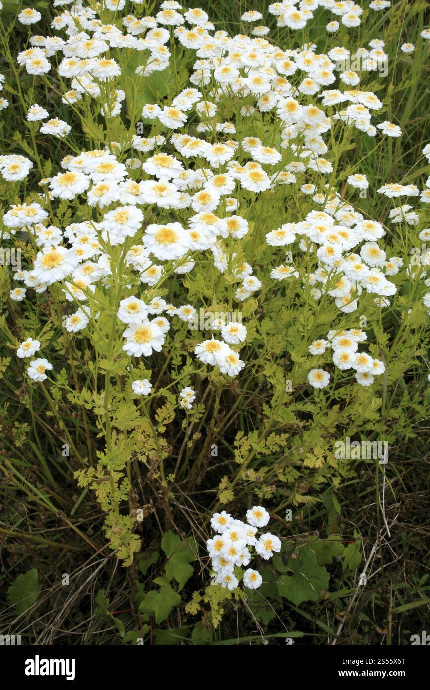 Feverfew wildflowers hi-res stock photography and images - Alamy