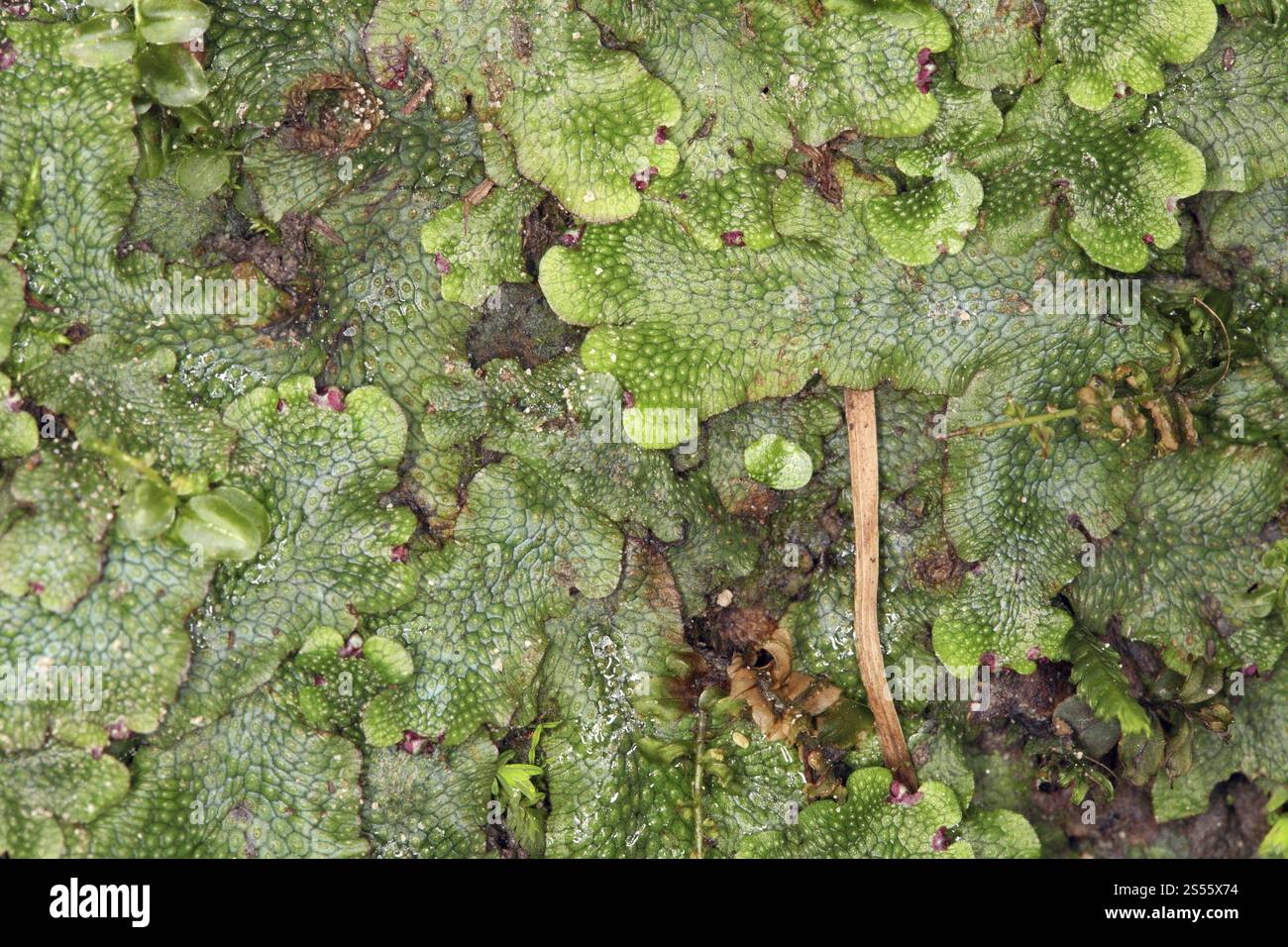 Conocephalum conicum, conical head moss, Scented Liverwort Stock Photo ...