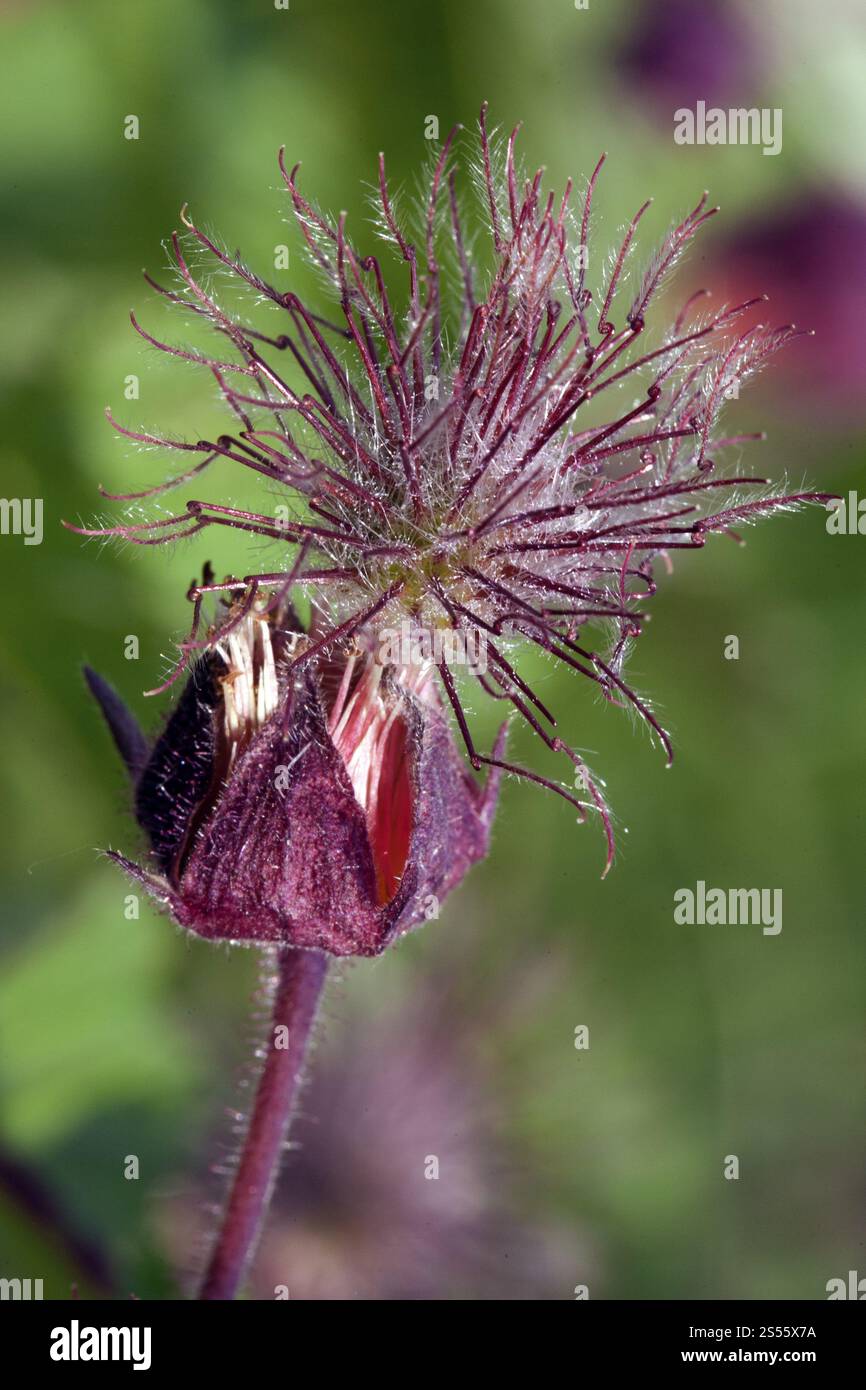 Carnation stands hi-res stock photography and images - Alamy