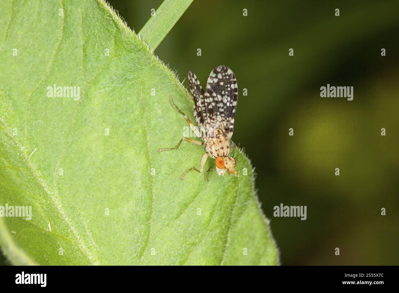 Fruit fly drosophilidae flies hi-res stock photography and images - Alamy