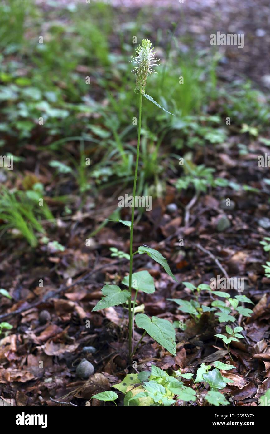 Spiked rampion, Phyteuma spicatum, spiked rampion Stock Photo - Alamy