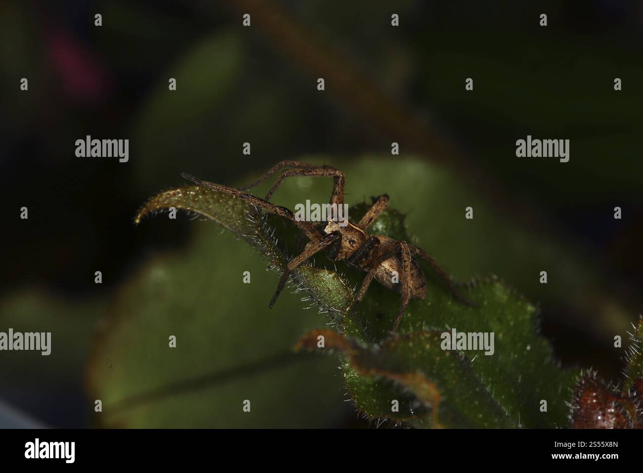 Nursery web spider, Pisaura mirabilis, list spider Stock Photo - Alamy
