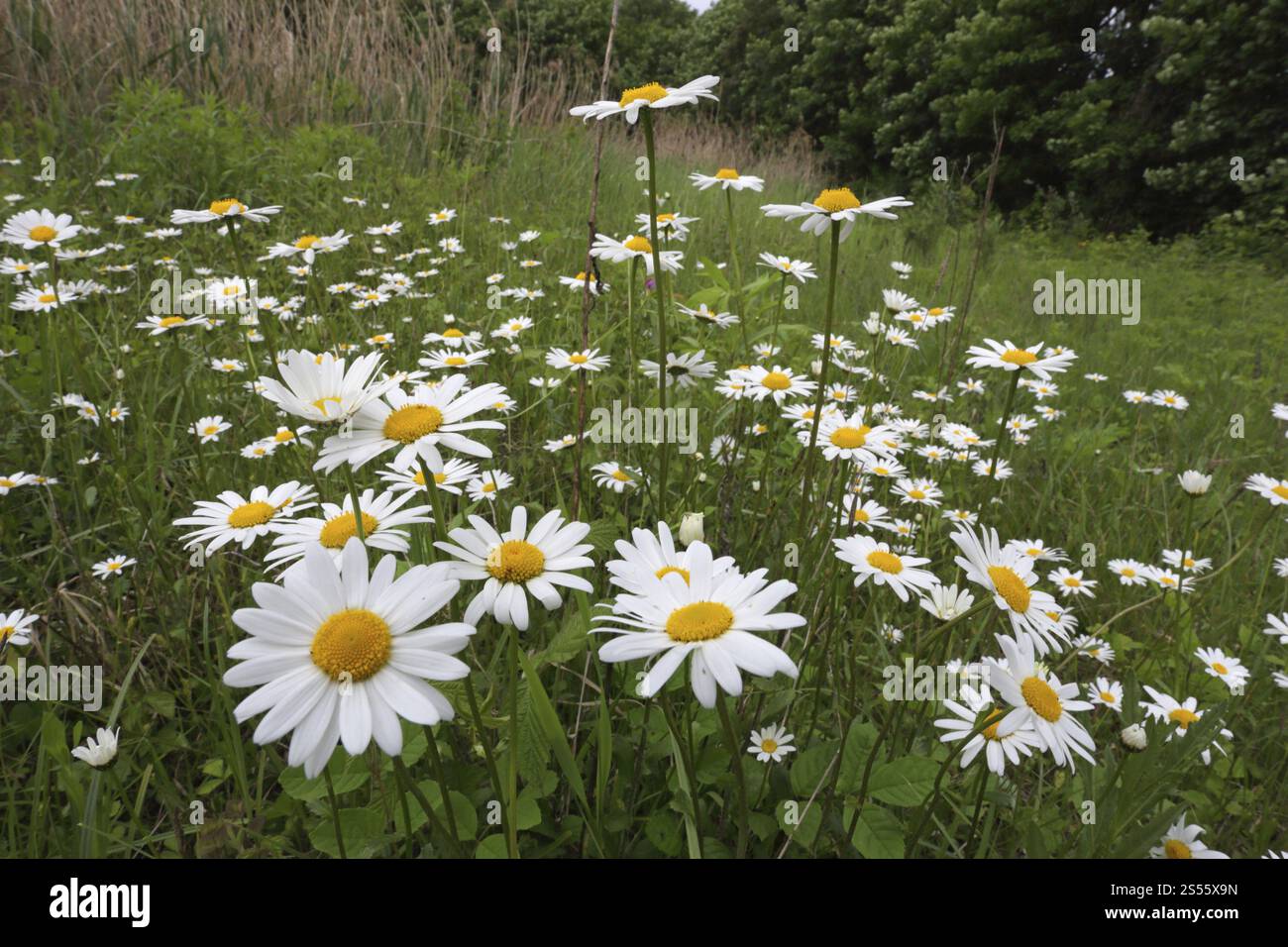 Ox-eye daisy, Viburnum vulgare, meadow daisy Stock Photo - Alamy